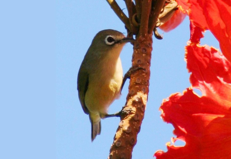 5 Animals Declared Extinct in the U.S. in the Last Decade!