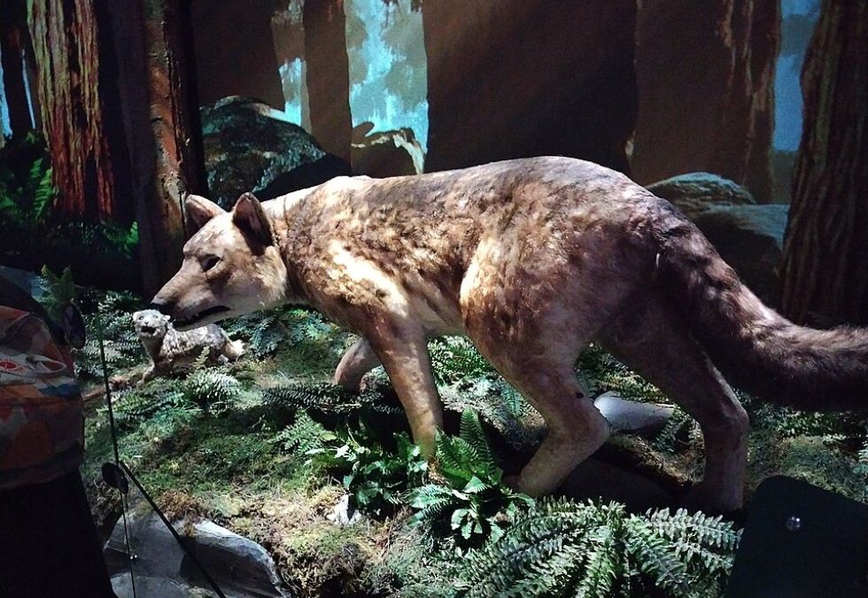 10 Extinct Creatures Scientists Are Trying To Bring Back To Life