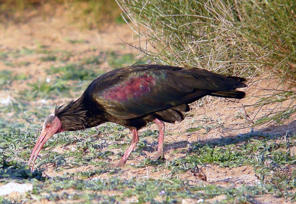 The 15 Rarest Birds Alive And Where To Find Them Today