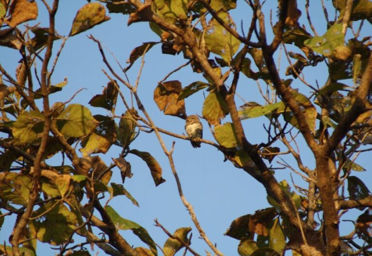 The 15 Rarest Birds Alive And Where To Find Them Today