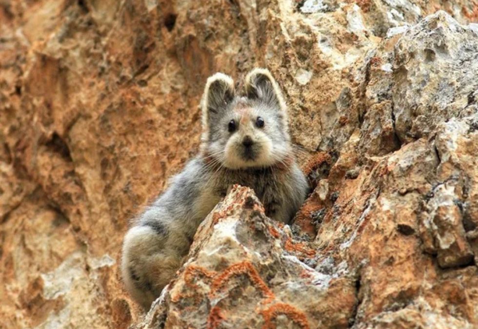 9 Rare Mammals That Are The Most Difficult To See In The Wild