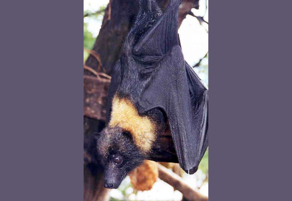 5 Animals Declared Extinct in the U.S. in the Last Decade!
