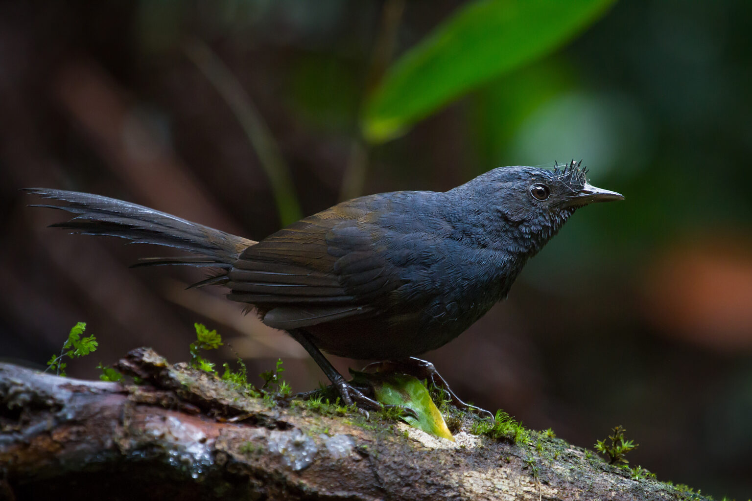 The 15 Rarest Birds Alive And Where To Find Them Today