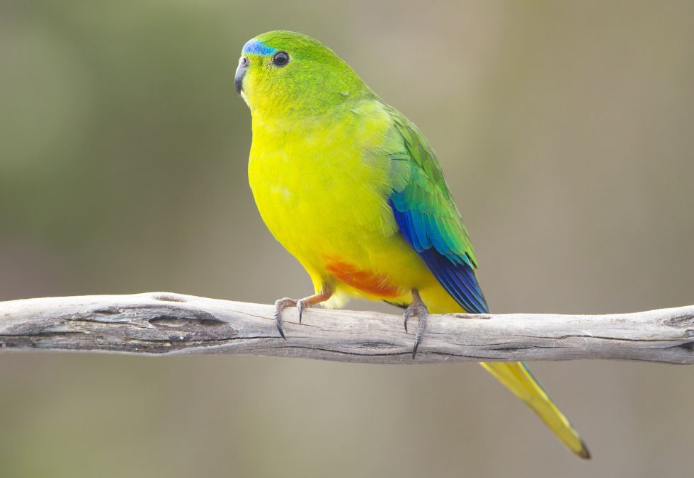 The 15 Rarest Birds Alive And Where To Find Them Today