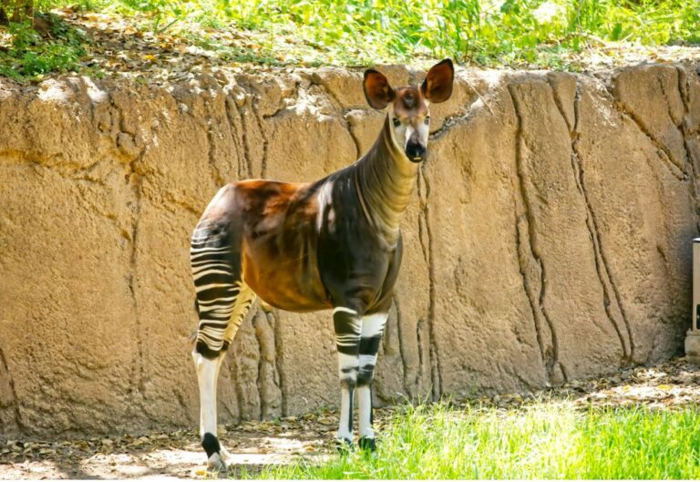 9 Rare Mammals That Are The Most Difficult To See In The Wild