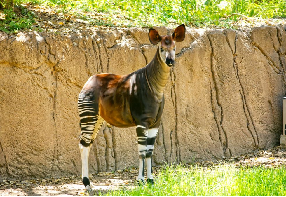 9 Rare Mammals That Are The Most Difficult To See In The Wild