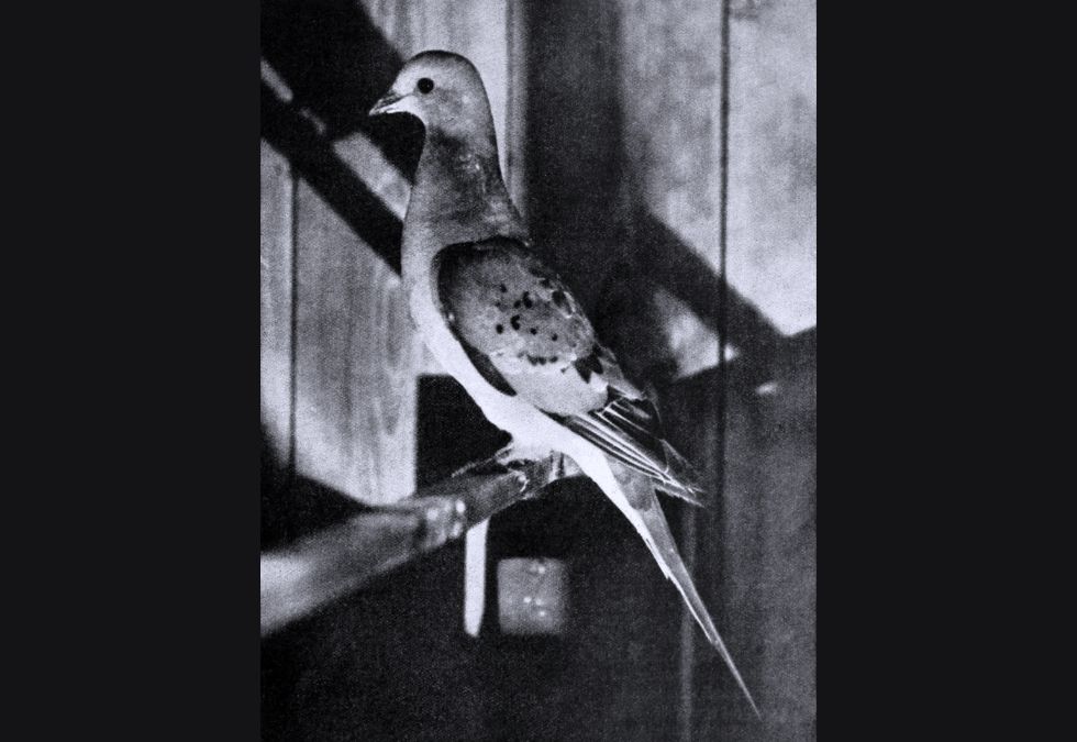 10 Extinct Creatures Scientists Are Trying To Bring Back To Life