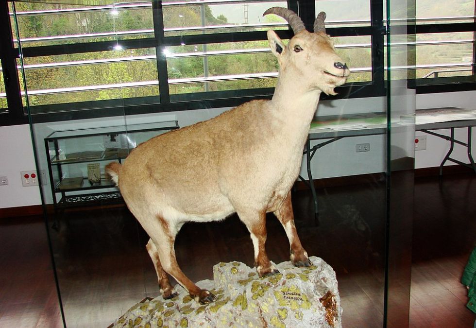 10 Extinct Creatures Scientists Are Trying To Bring Back To Life