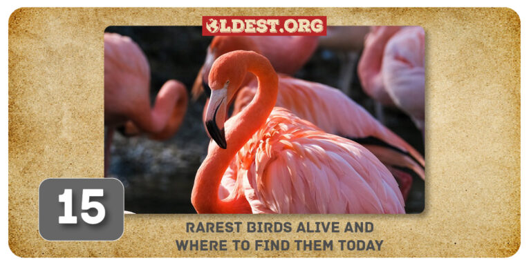 The 15 Rarest Birds Alive And Where To Find Them Today
