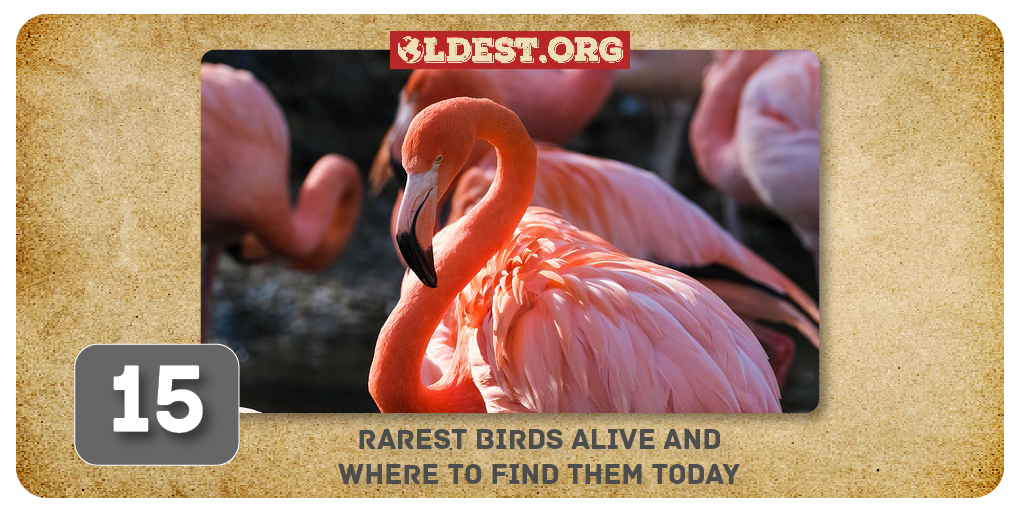 The 15 Rarest Birds Alive And Where To Find Them Today