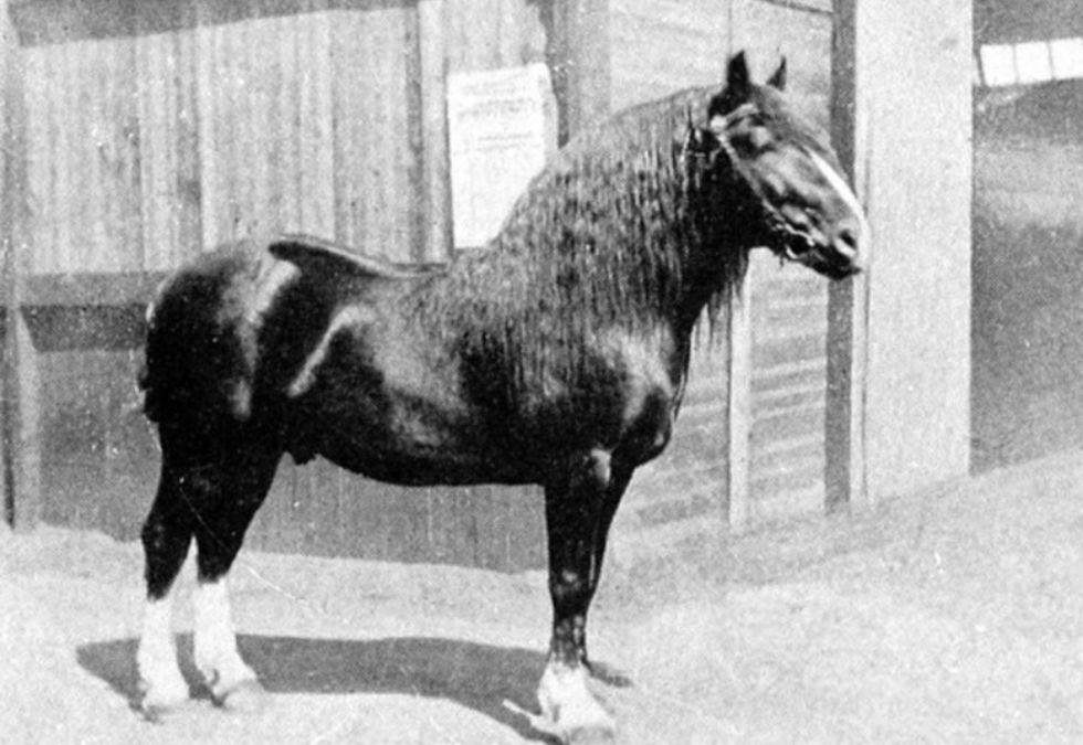 13 Horse Breeds Famous for Their Massive Size and Strength
