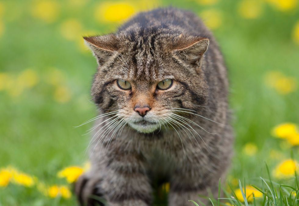 15 Rarest Wildcats In The World - Oldest.org