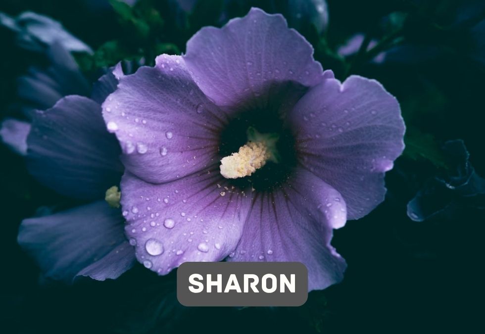 20 Baby Names That Were Popular in the 1950s - Oldest.org