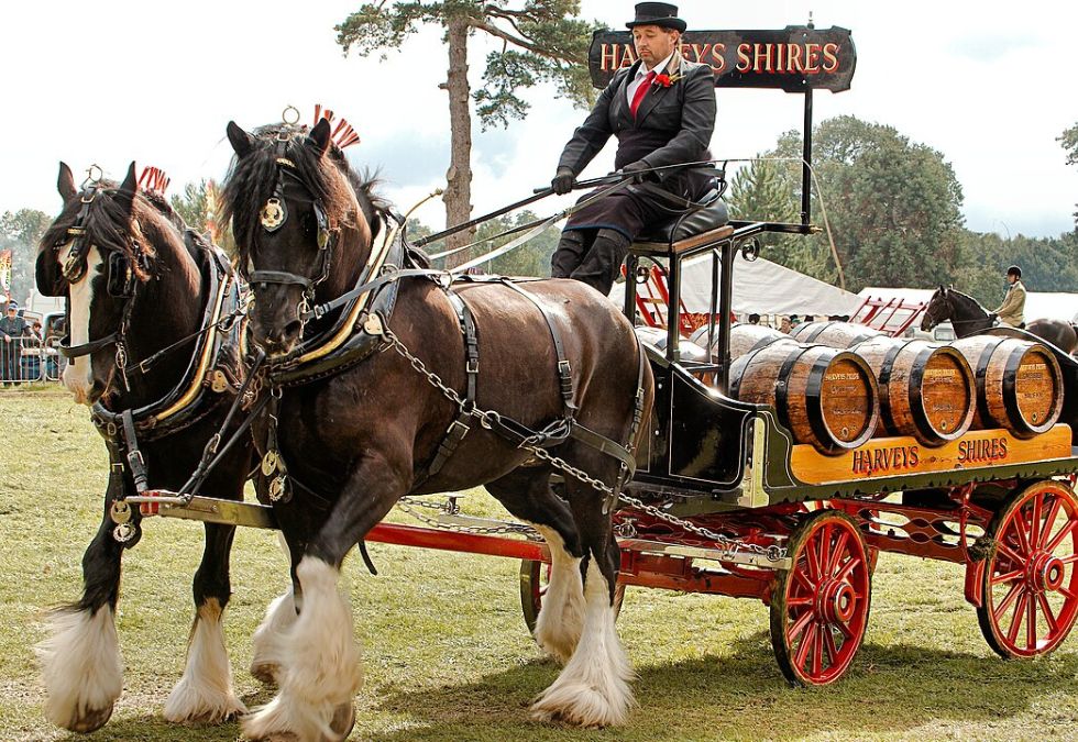 13 Horse Breeds Famous for Their Massive Size and Strength