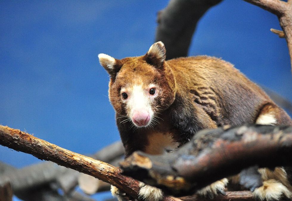 9 Rare Mammals That Are The Most Difficult To See In The Wild