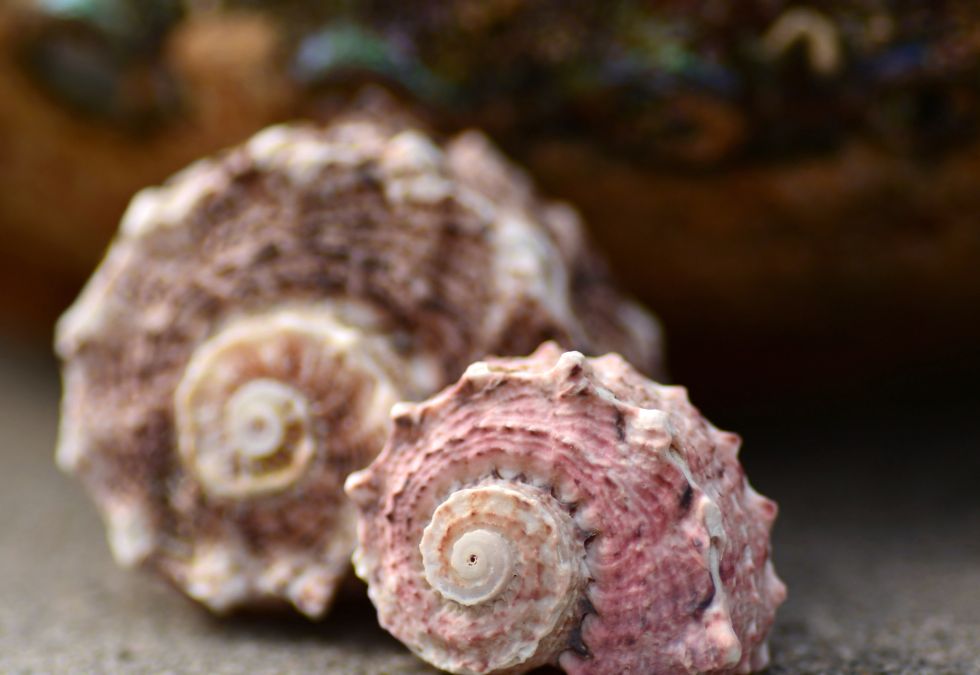 The 15 Rarest Seashells Around the World