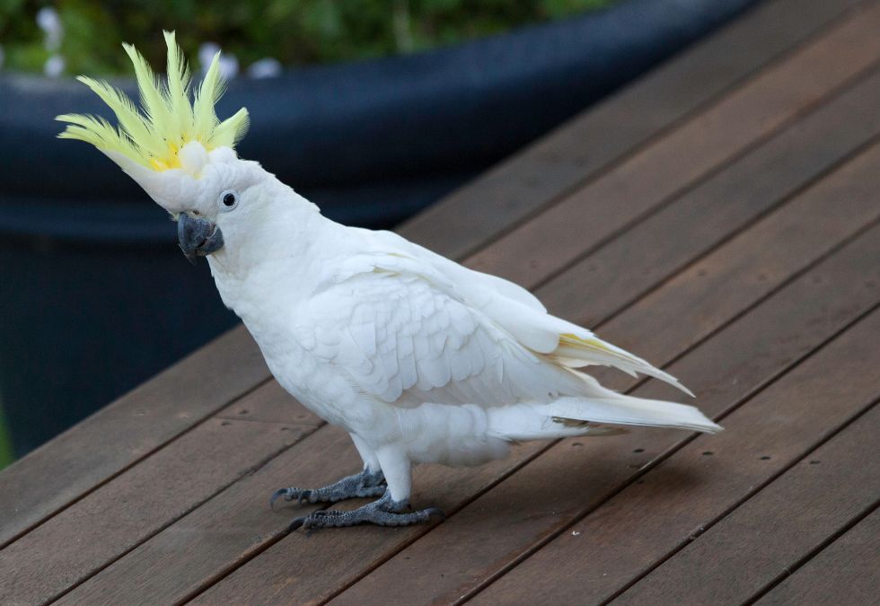 18 Hilarious Moments When Animals Acted Just Like Humans