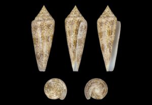 The 15 Rarest Seashells Around the World