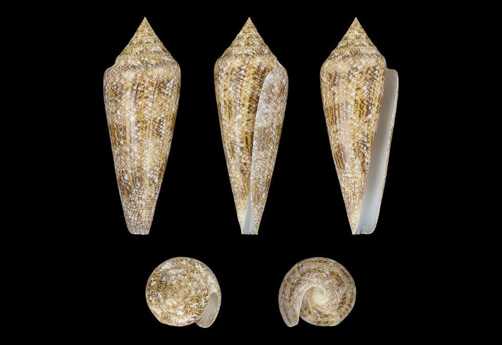 The 15 Rarest Seashells Around the World