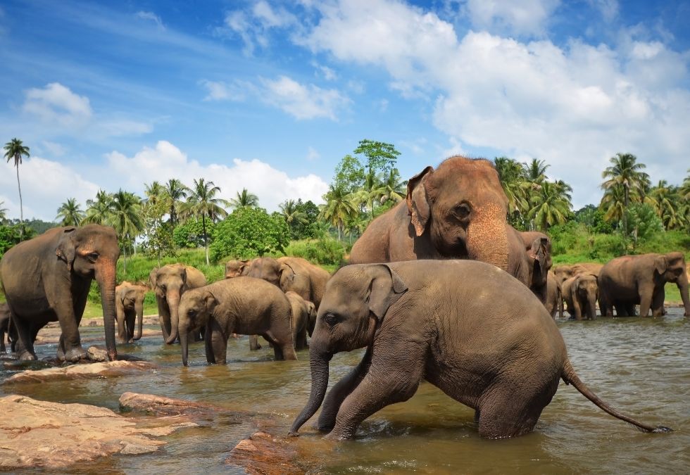 18 Hilarious Moments When Animals Acted Just Like Humans