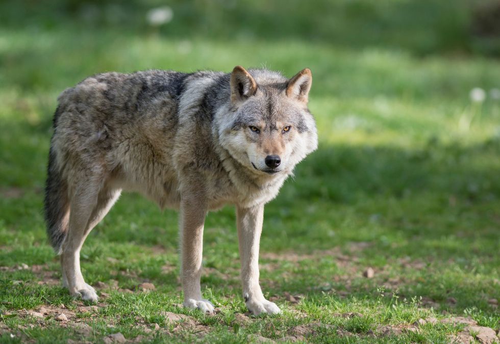 Nature’s Greatest Comebacks: 14 Species That Cheated Certain Extinction ...