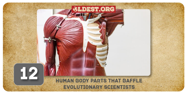 12 Human Body Parts That Baffle Evolutionary Scientists