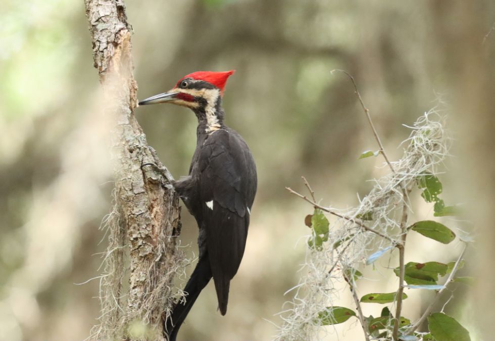 10 Extinct Creatures That Might Still Exist - Oldest.org