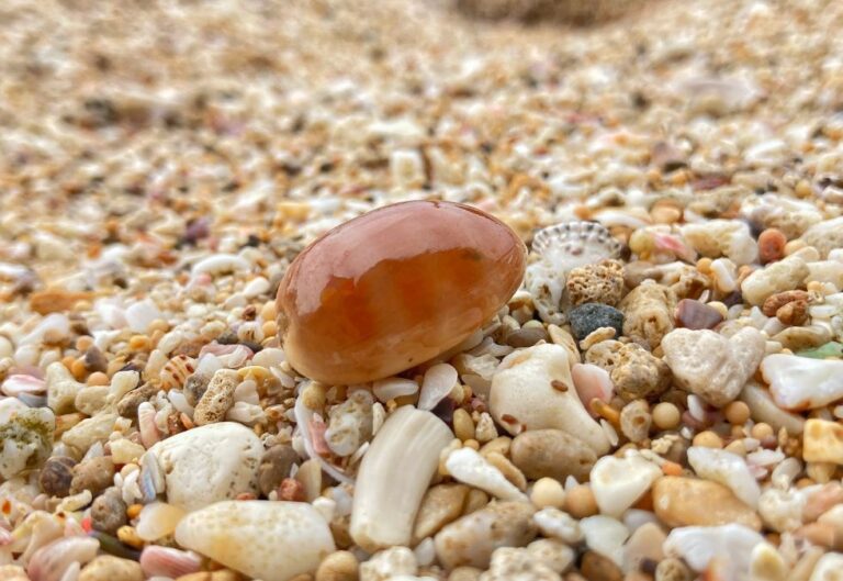 The 15 Rarest Seashells Around the World