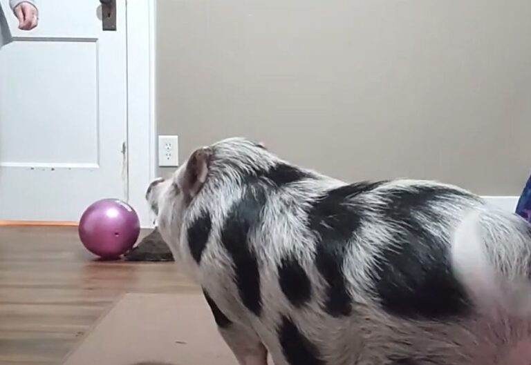18 Hilarious Moments When Animals Acted Just Like Humans