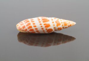 The 15 Rarest Seashells Around the World
