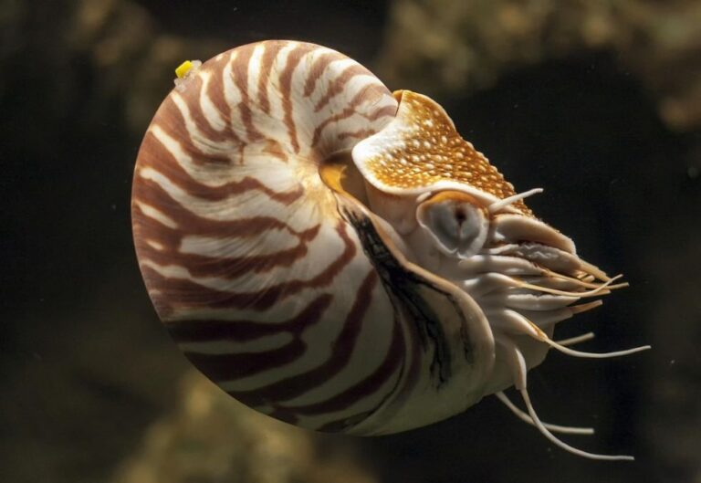 The 15 Rarest Seashells Around the World