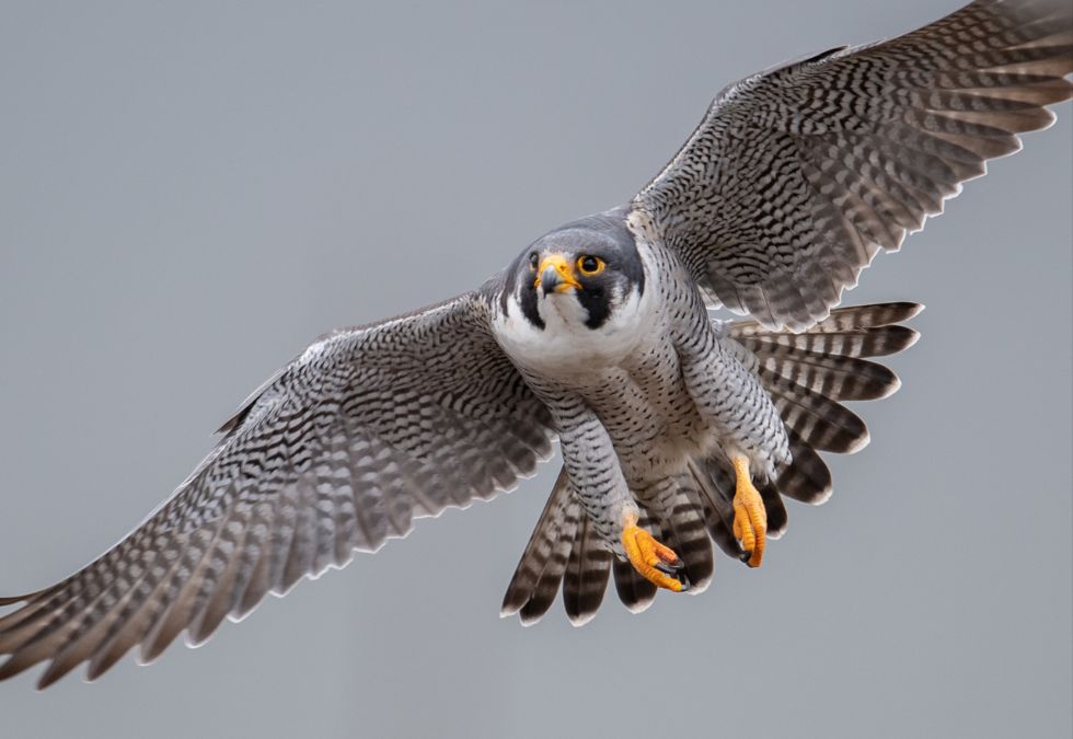Nature’s Greatest Comebacks: 14 Species That Cheated Certain Extinction ...