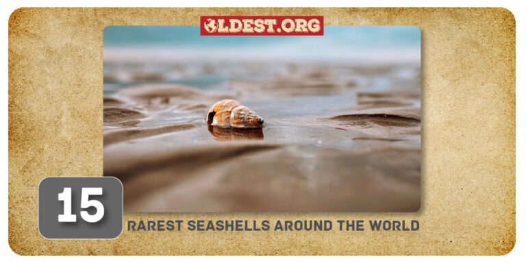 The 15 Rarest Seashells Around the World