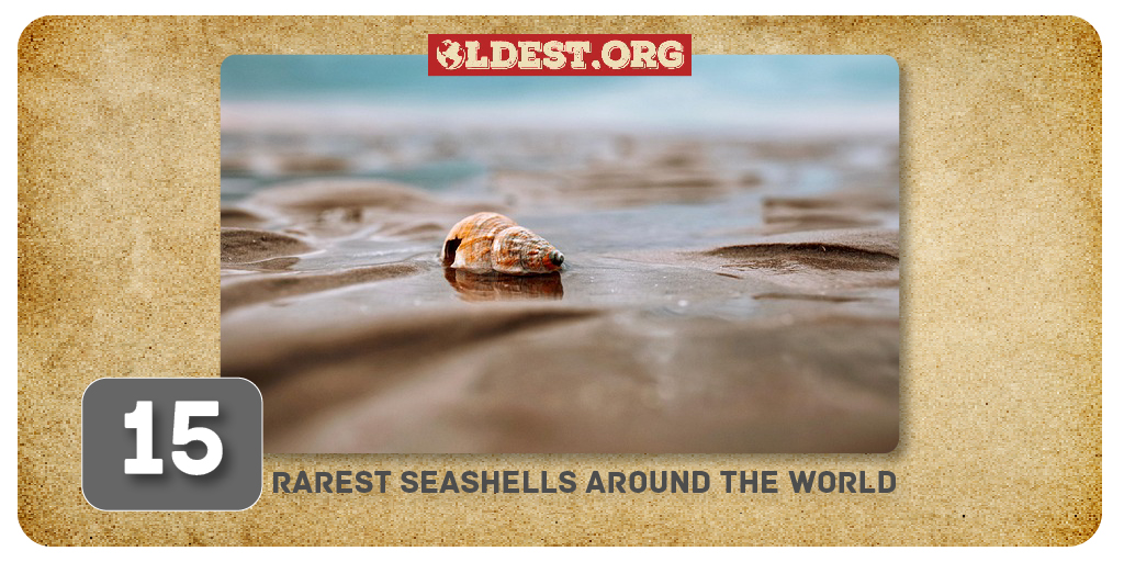 The 15 Rarest Seashells Around the World