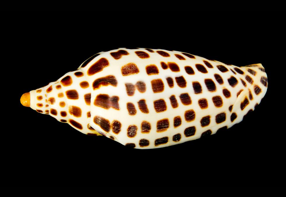 The 15 Rarest Seashells Around the World