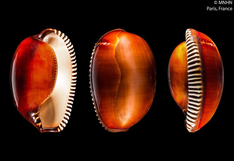 The 15 Rarest Seashells Around the World