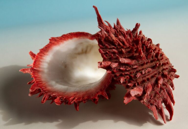 The 15 Rarest Seashells Around the World