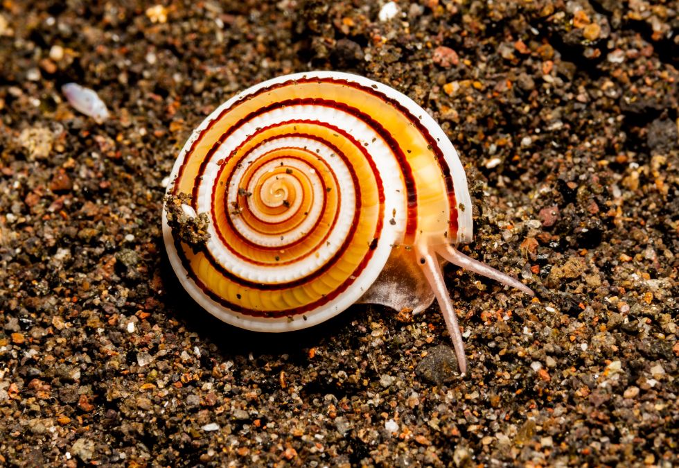The 15 Rarest Seashells Around the World