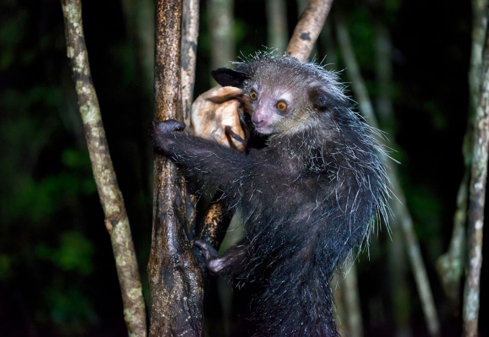 15 Creatures Once Believed to Be Mythical