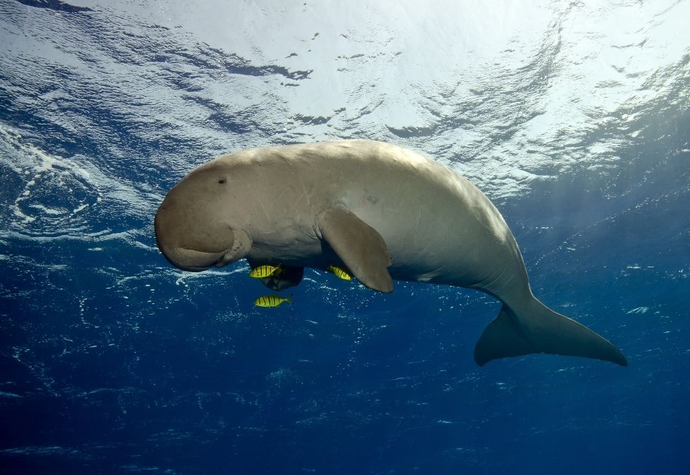 15 Creatures Once Believed to Be Mythical