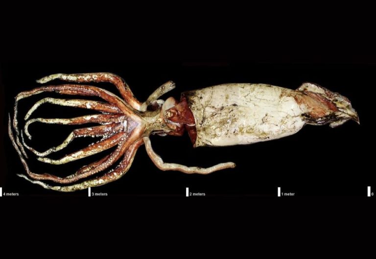 15 Creatures Once Believed to Be Mythical