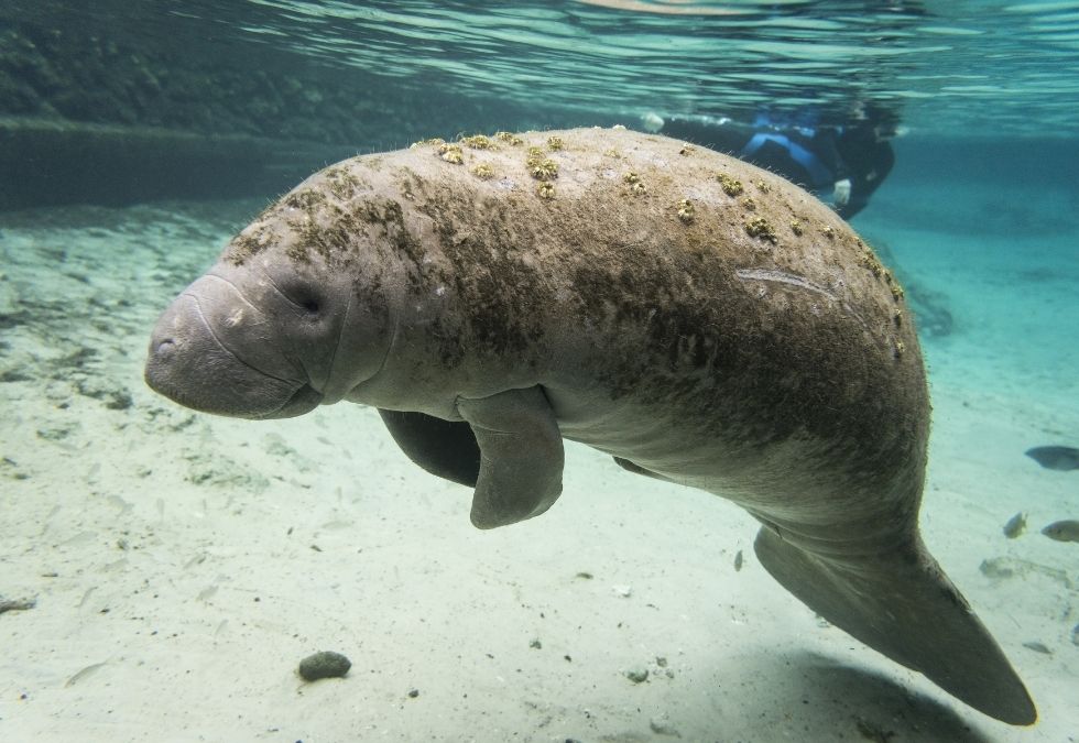 15 Creatures Once Believed to Be Mythical