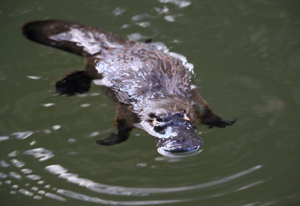 15 Creatures Once Believed to Be Mythical