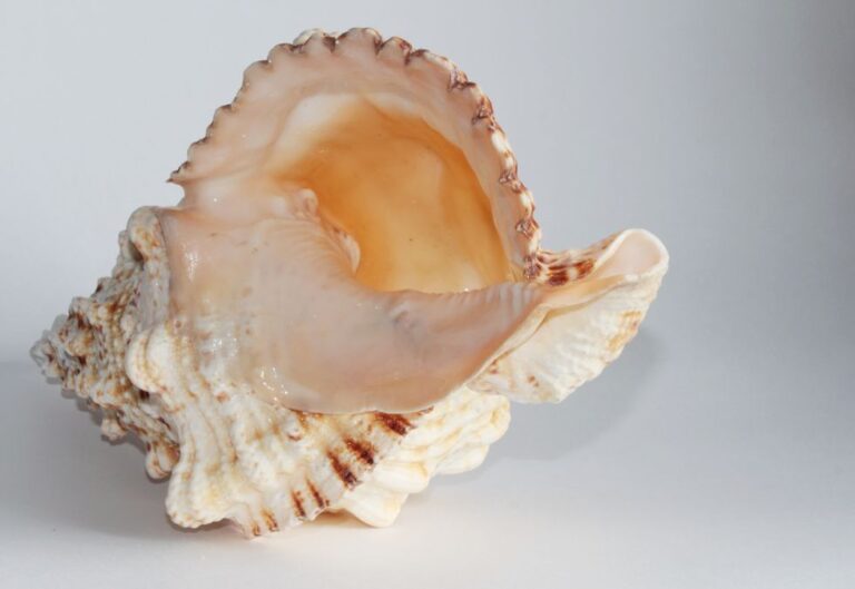 The 15 Rarest Seashells Around the World