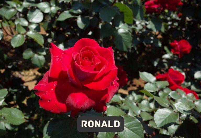 The 50 Most Common Baby Names For Baby Boomers