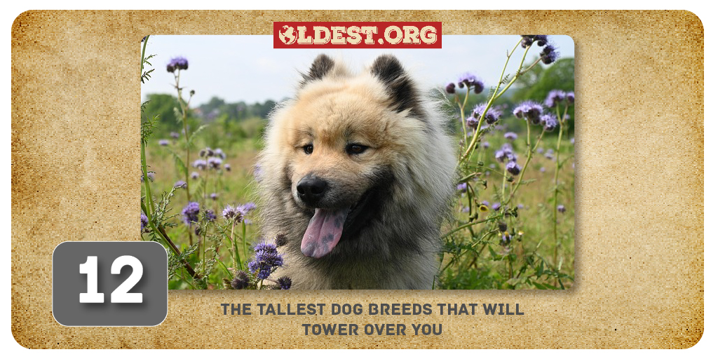 We Found 12 Of The Tallest Dog Breeds That Will Tower Over You