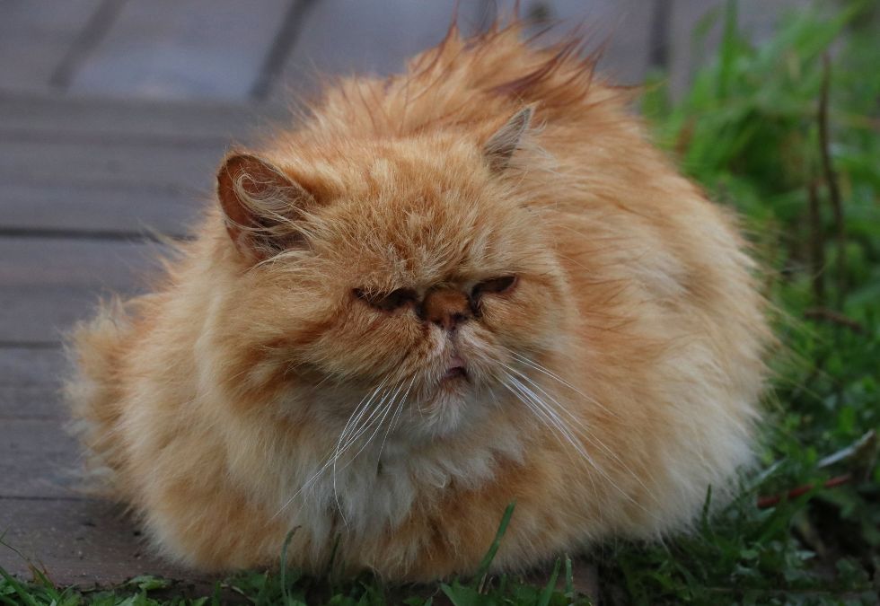 The 12 Most Famous Cats In Pop Culture History - Oldest.org
