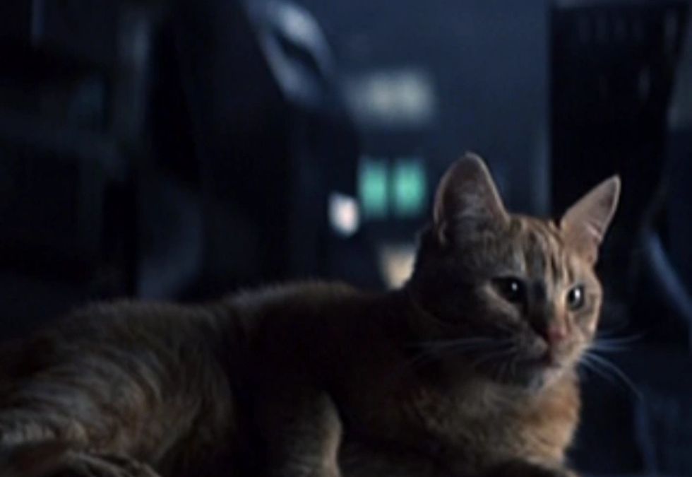 The 12 Most Famous Cats In Pop Culture History - Oldest.org