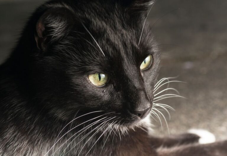 The 12 Most Famous Cats In Pop Culture History - Oldest.org
