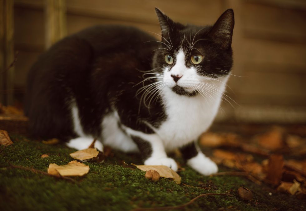 The 12 Most Famous Cats In Pop Culture History - Oldest.org